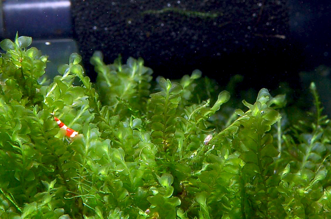 Aquatic Mosses.: Plagiochila integerrima, moss Hanegoke sp." Cameroon"