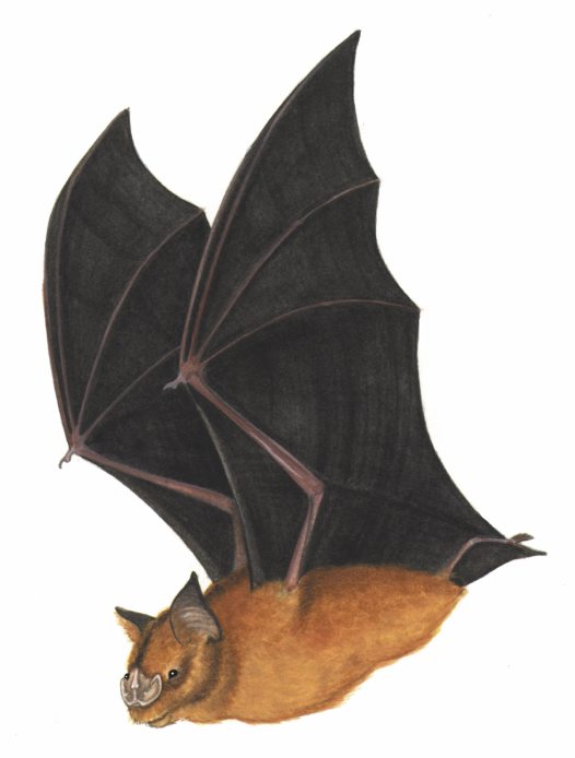 Escenarios prehistóricos: Brachipposideros