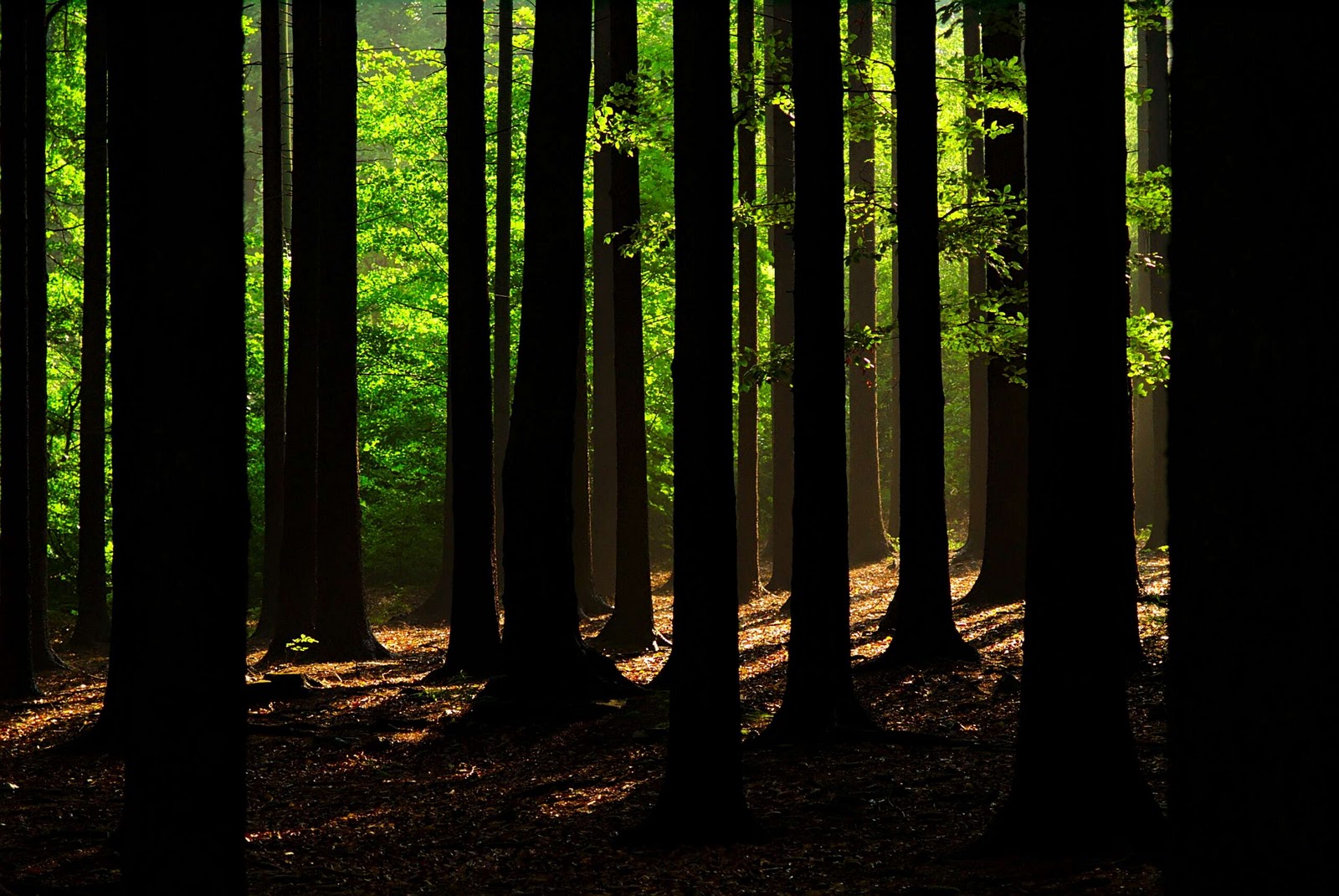 New Ubuntu Oneiric Ocelot Wallpapers Shortlisted - NoobsLab | Eye on ...