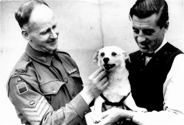 Horrie The War Dog: a True Legend | Australian Dog Lover