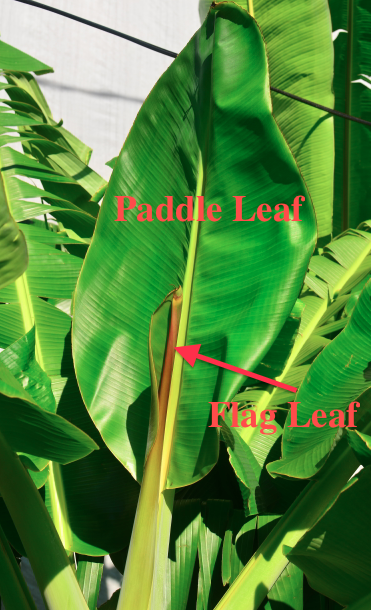 Simply Bananas Updates: July 2012-Mid-Summer's Update--Supersized!