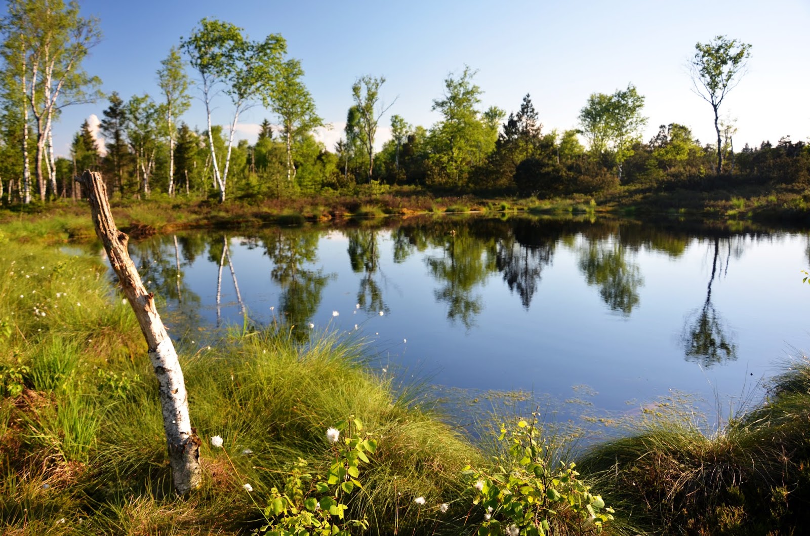 Freude im Leben will ich Dir geben: Naturparadies Wenger Moor 1