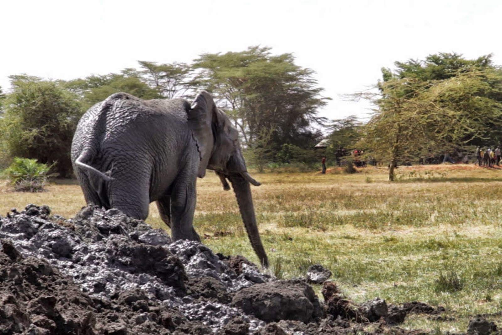 Dramático rescate de un elefante atrapado en un pozo de barro ...