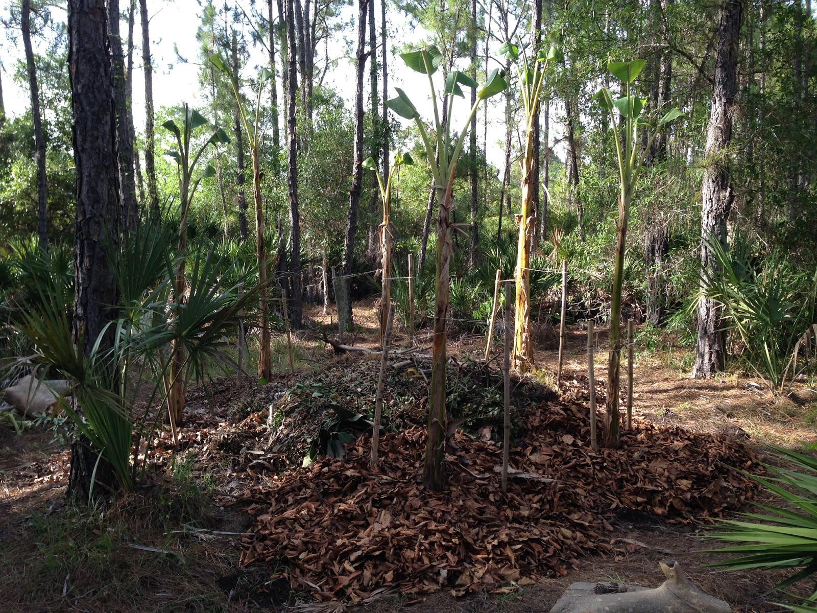 Growing Permaculture: Banana Circles in Florida