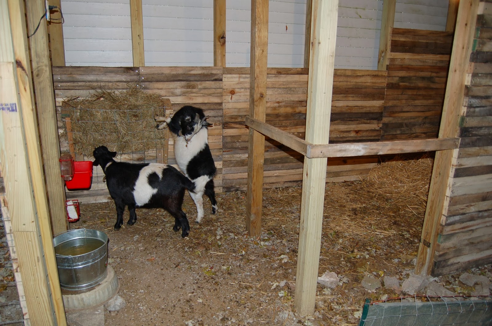 Our Little Backyard Farm: Pallet Goat Shed