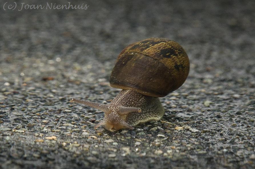 Pacific Northwest Photography: Slow and Steady Snail