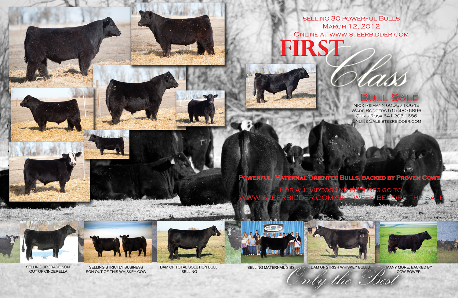 RCC Blog: Upcoming First Class Bull Sale