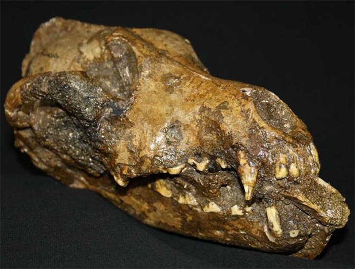 The birth of Modern Man: Curious Fossil Discovery Points to Dog ...