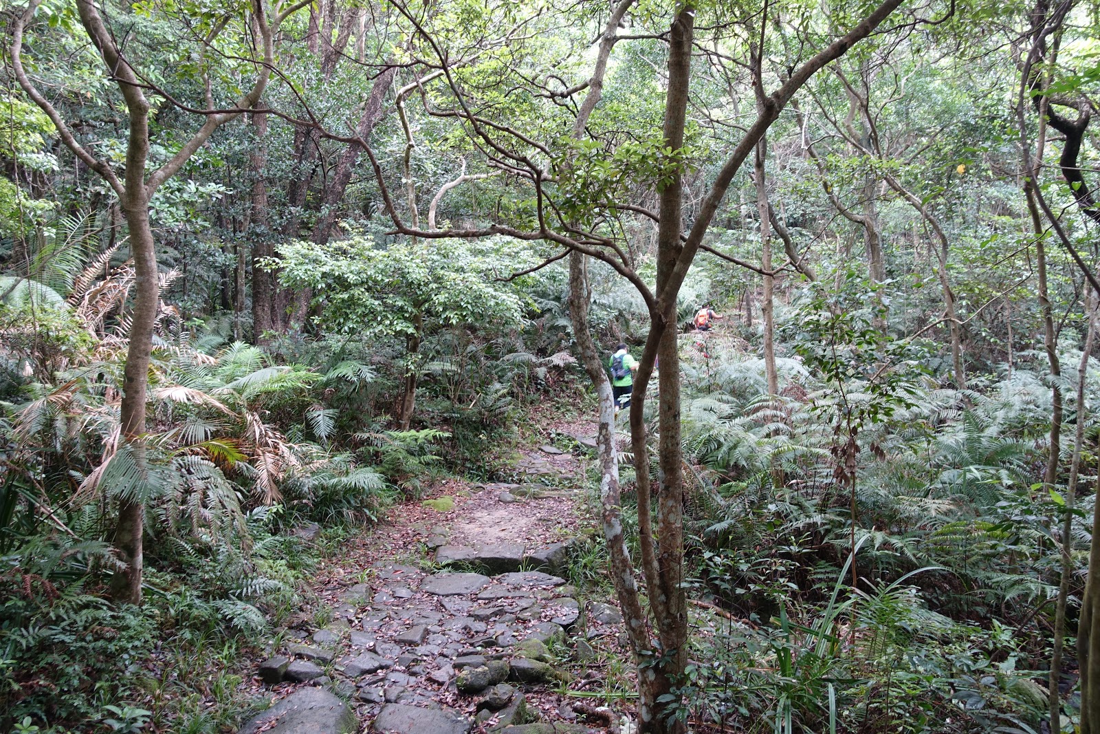 消耗五百食翻一千※香港行山記: 大埔滘黃路 Tai Po Kau Forest Yellow Walk