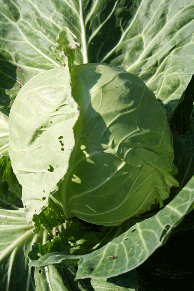 A Kept Life: August - A Walk in my Garden