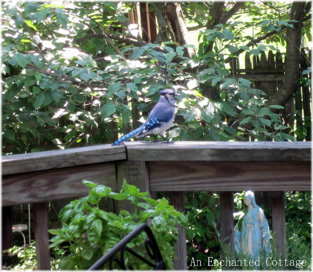 An Enchanted Cottage: A study in blue jays