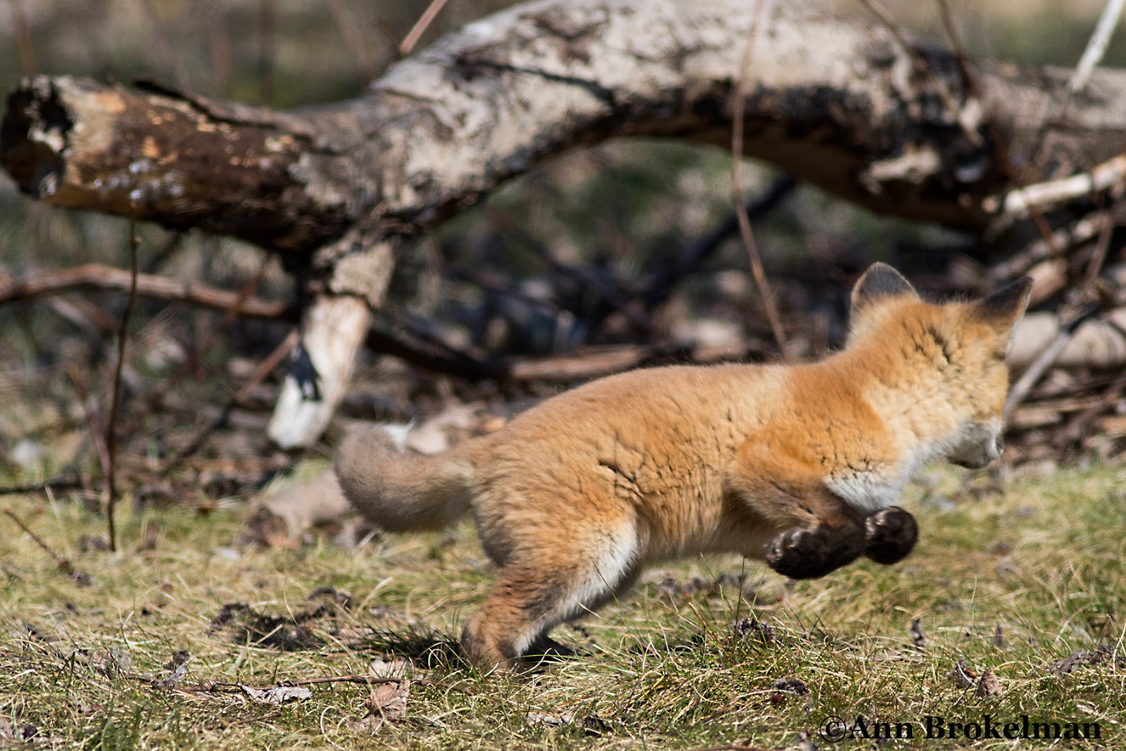Ann Brokelman Photography: Red Fox kits playing fighting and having fun