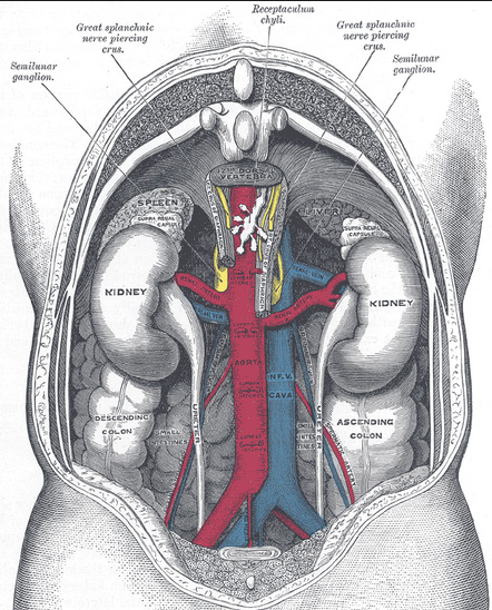 Mengenal Ginjal Manusia dan Fungsinya - Semua Tentang Tubuh Kita