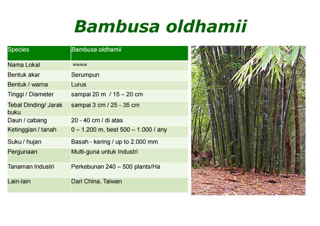 Jenis dan ciri tumbuhan Bambu serta Manfaatnya - Jenisajatitik