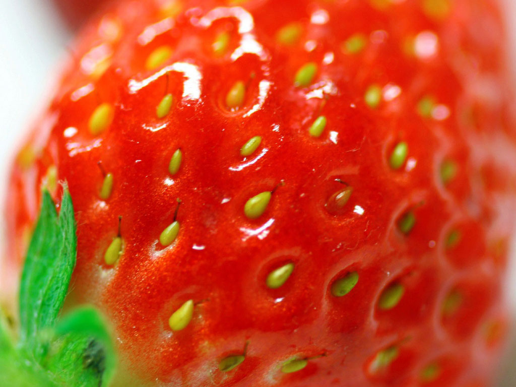 Origens do Sabor: MORANGO