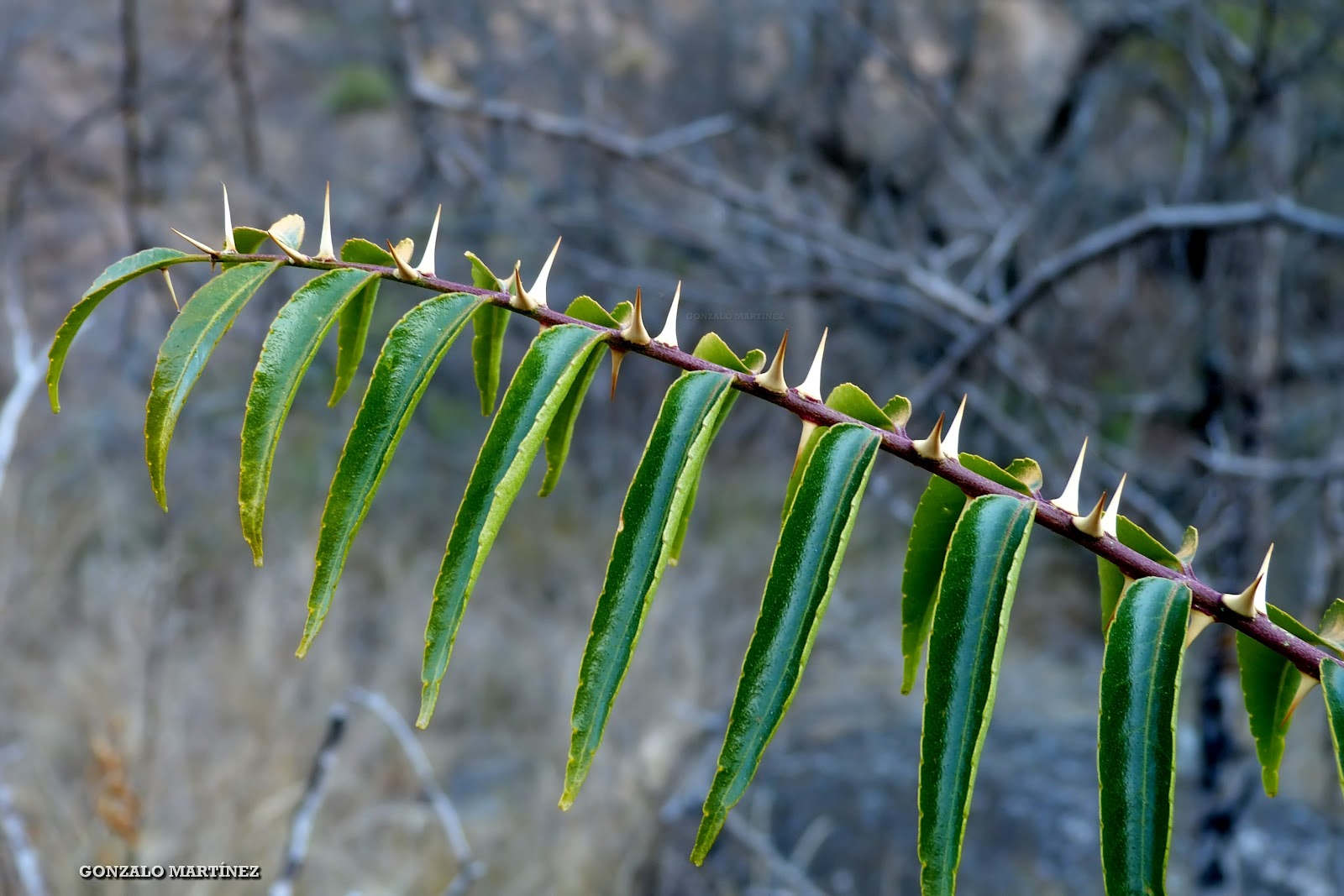 Photography-Fotografía: Fotos Macro - Macro Photography