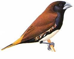 Mengenal Burung Pipit (Bondol) dan Macam-macam Jenisnya | 1001 Catatan ...