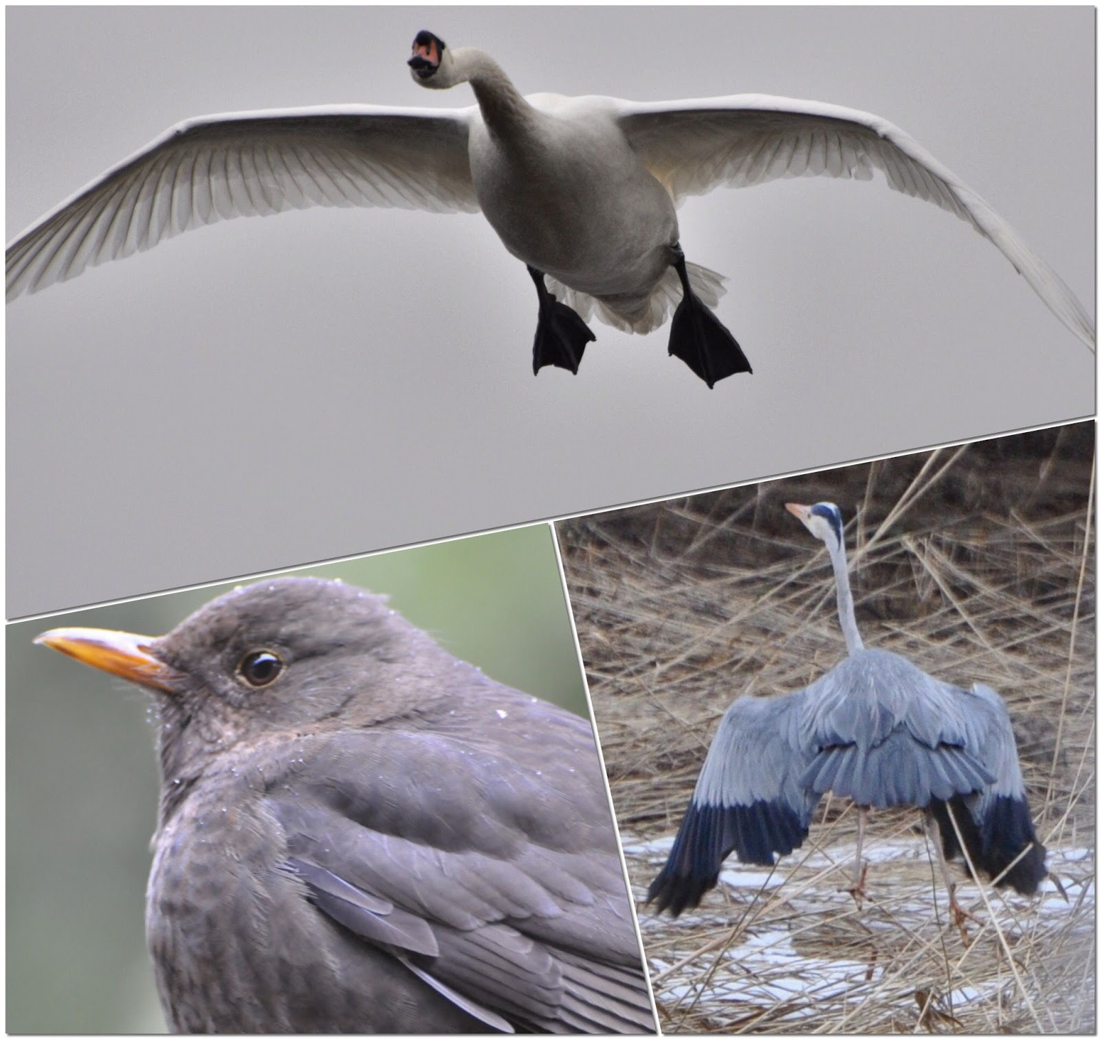 Varamussalo: Lintuja kotinurkilla