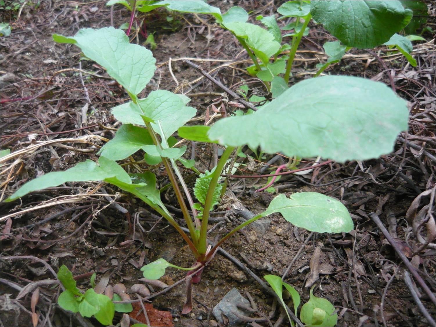 ALTERNATIVA ECOLÓGICA: CULTIVO DE RABANITO