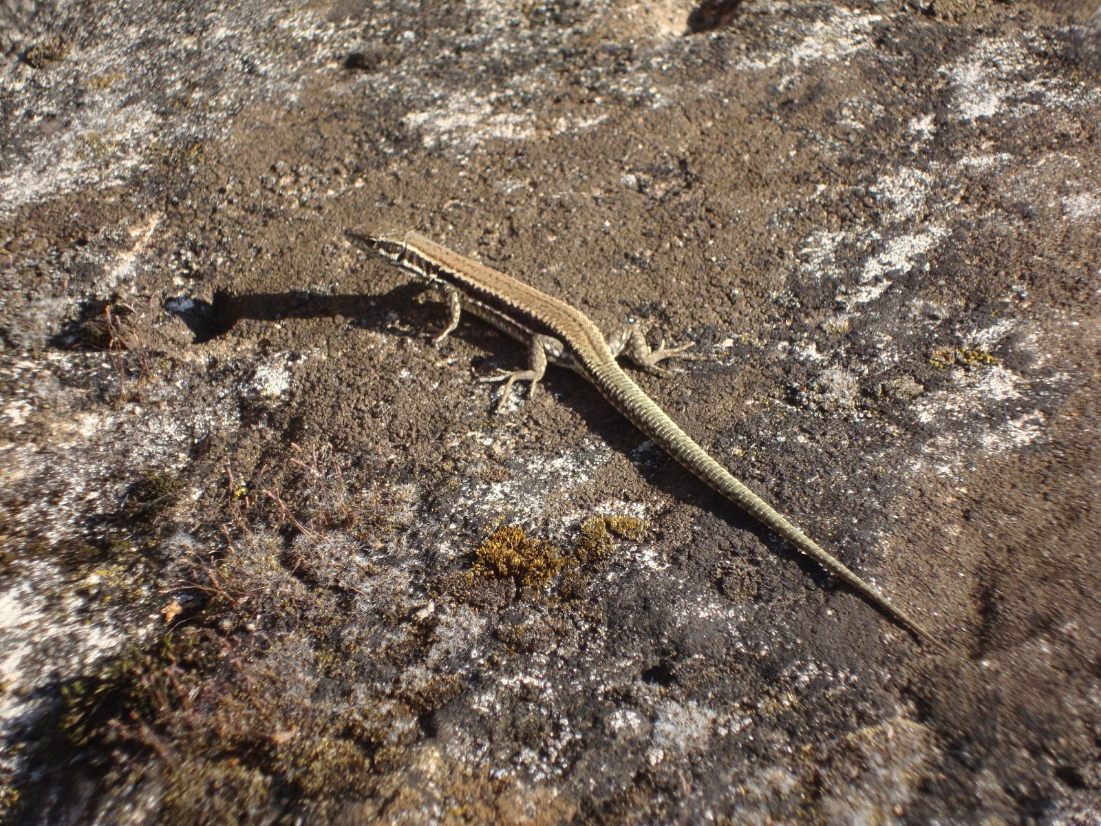 TUDOR PHOTO BLOG: Soparle in Cetatea Dacica Costesti