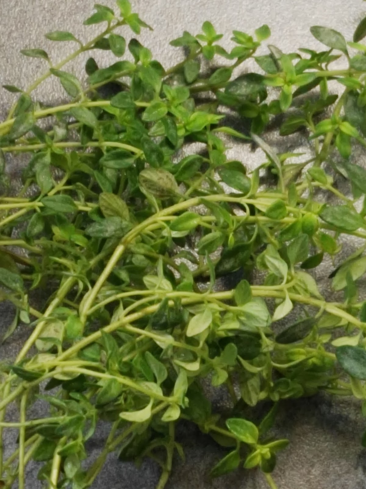 Chilli- Paprika Paste