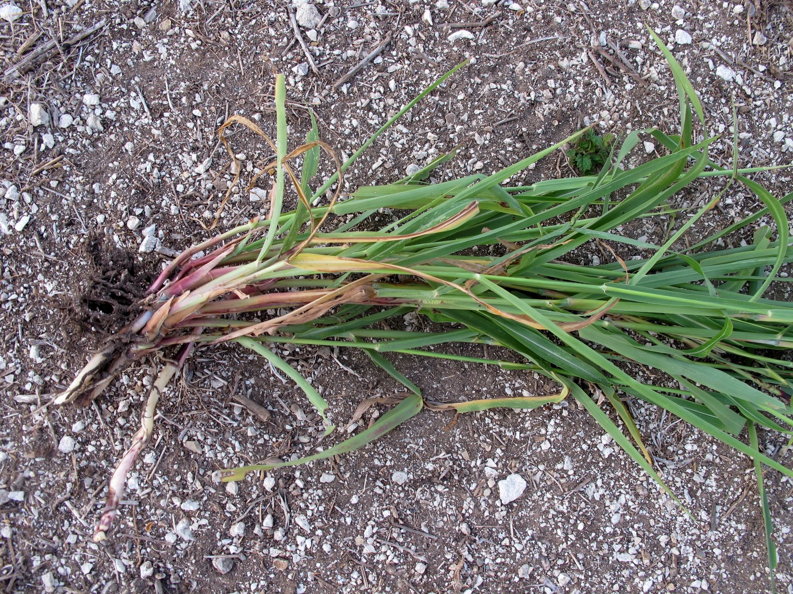 FLORA NEL SALENTO e.. anche altrove: Sorghum halepense (L.) Pers ...