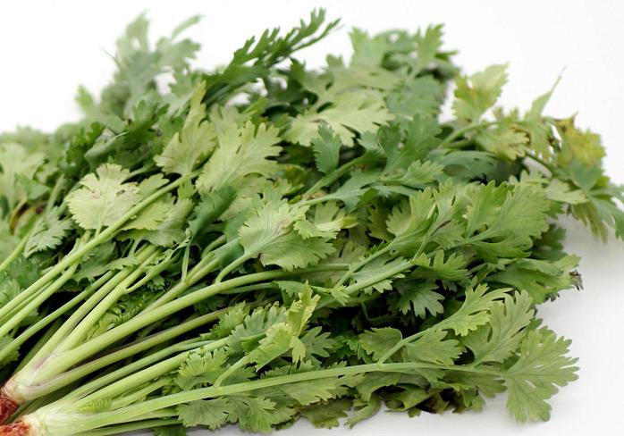 Guia de Temperos - Coentro - Menu Criativo - Receitas