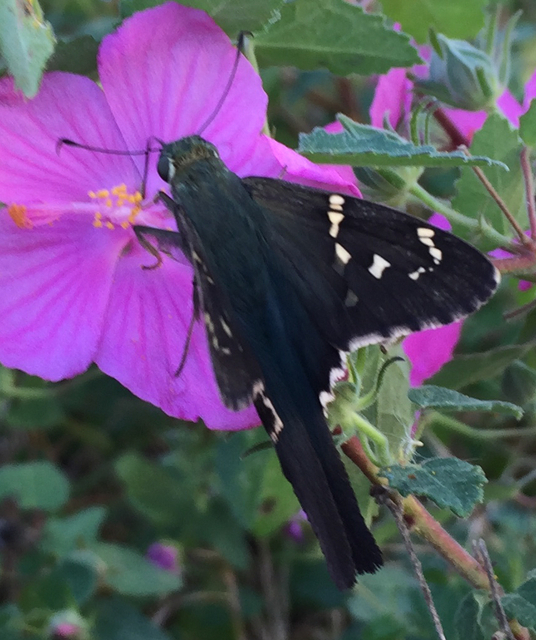 Dances With Ants - The Adventures of a Suburban Naturalist