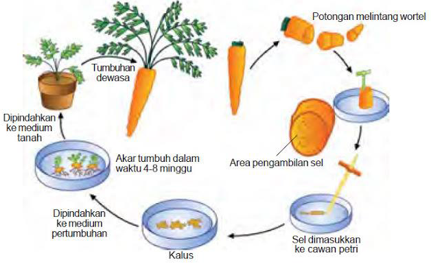 Kumpulan Pengertian Reproduksi Secara Vegetatif Dan Generatif Video ... Kumpulan Pengertian Reproduksi Secara Vegetatif Dan Generatif Video ...