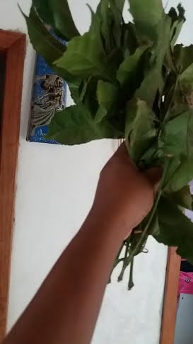 Dona Preta: Folha de Akòko - Prosperidade e multiplicação