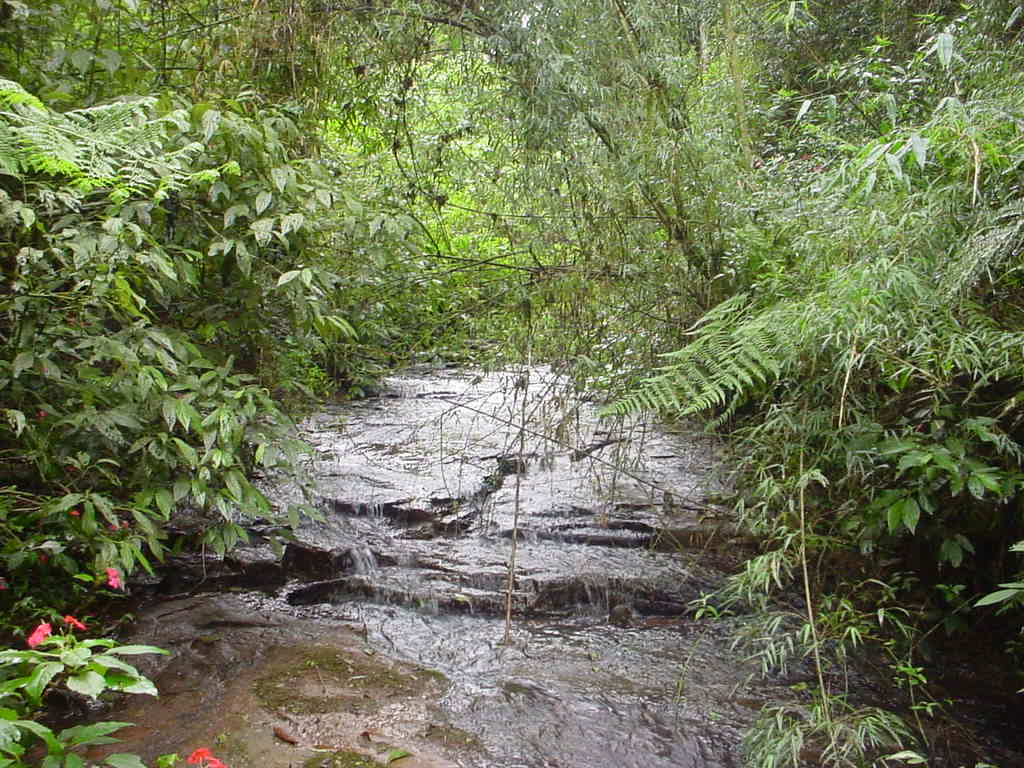 Conhecendo o cerrado: Principais características do Cerrado