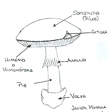 NATURALEZA DESDE SIGÜENZA
