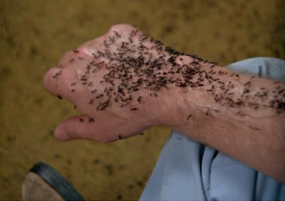 The Bloody Pit of Horror: Ants! (1977) (TV)