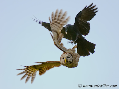 These Stones Will Shout!: Crows, Owls and People