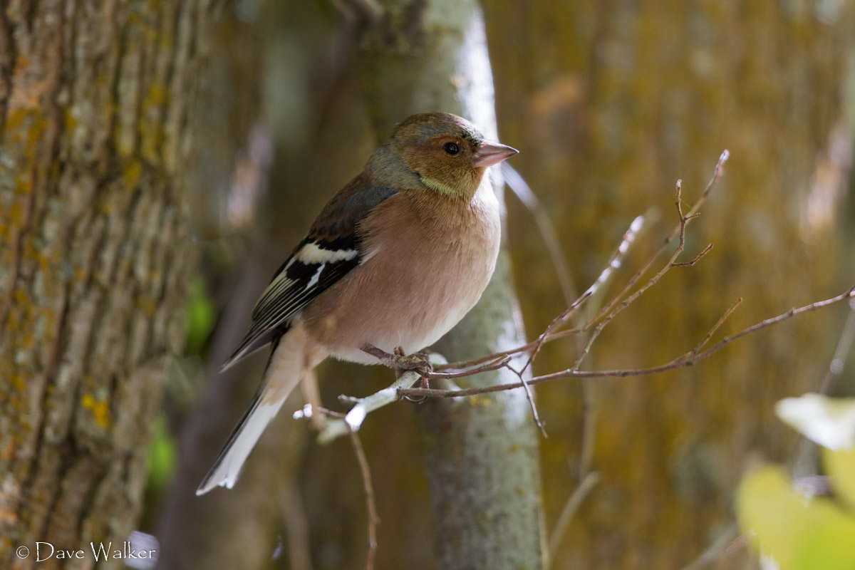 Cyprus Birds and Nature: Troodos Mountains