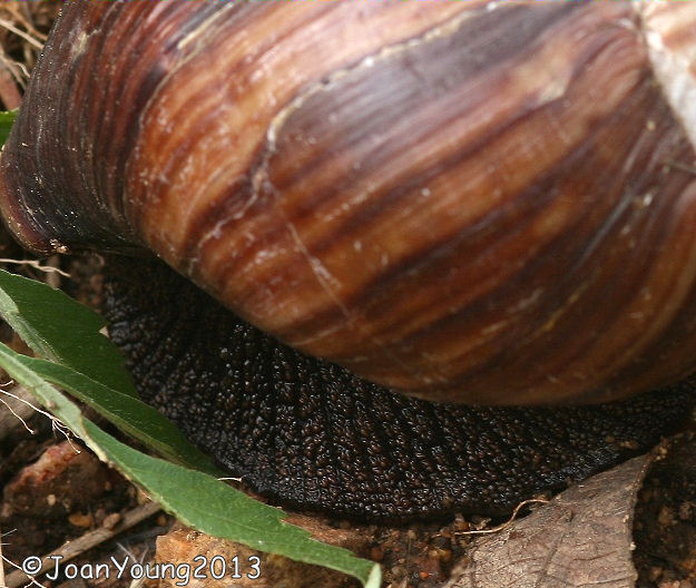 South African Photographs: Brown-lipped Agate Snail (Metachatina kraussi)
