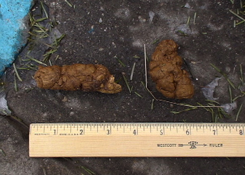 Ultra-Gross: Problem Solving with Dog Poop!