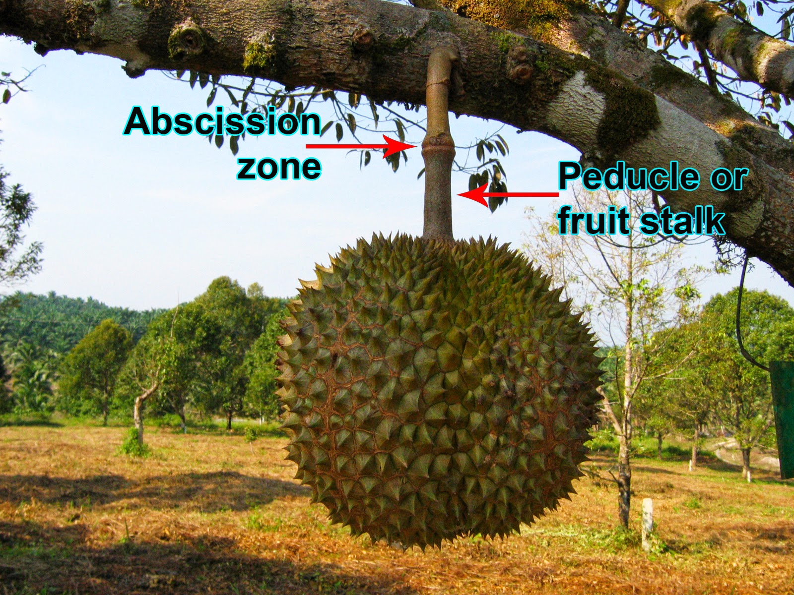 Durian Info: Botany of The Common Durian