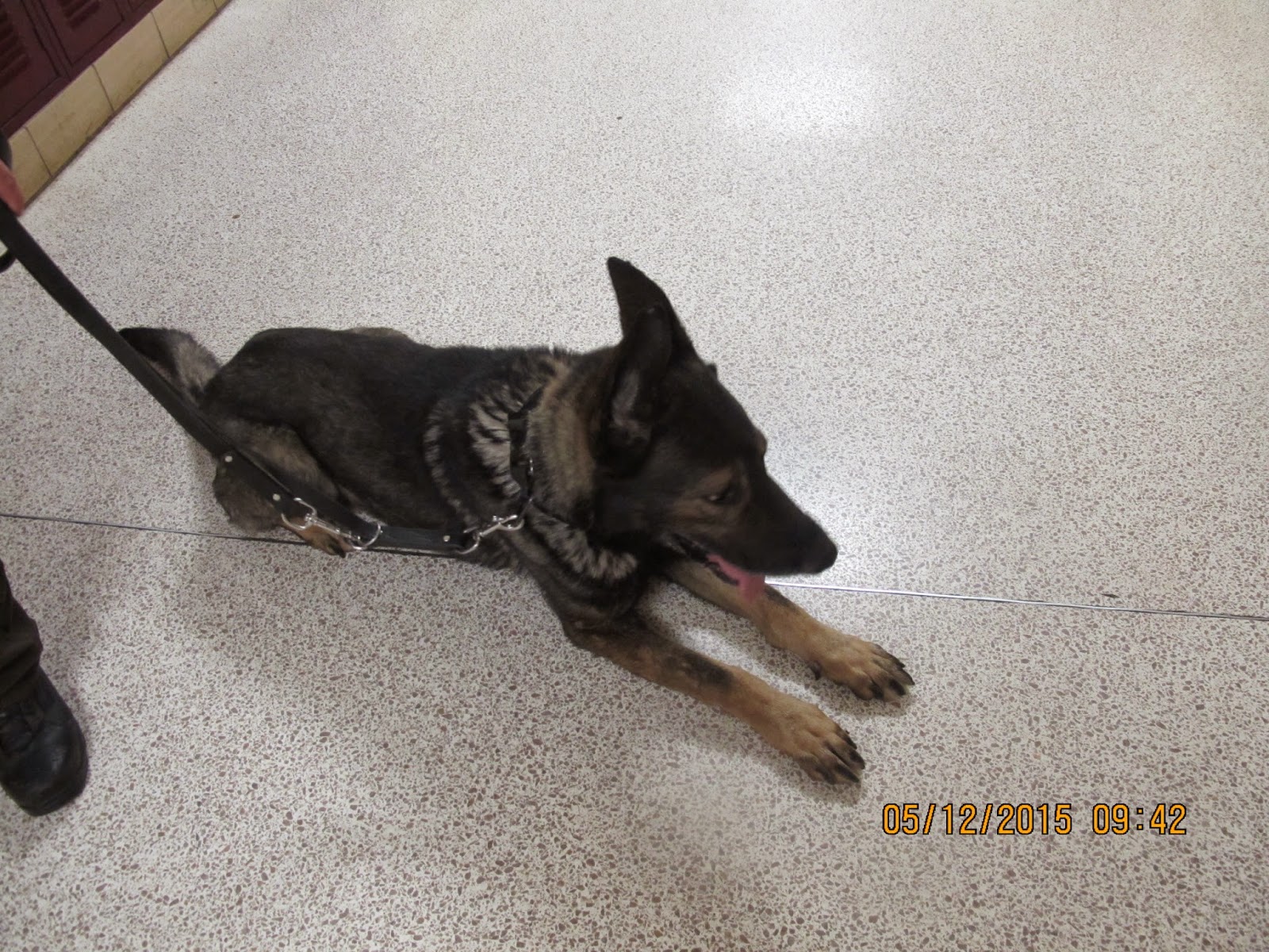 LP Bulldog Blog: Lockdown Practice with K9 Dog