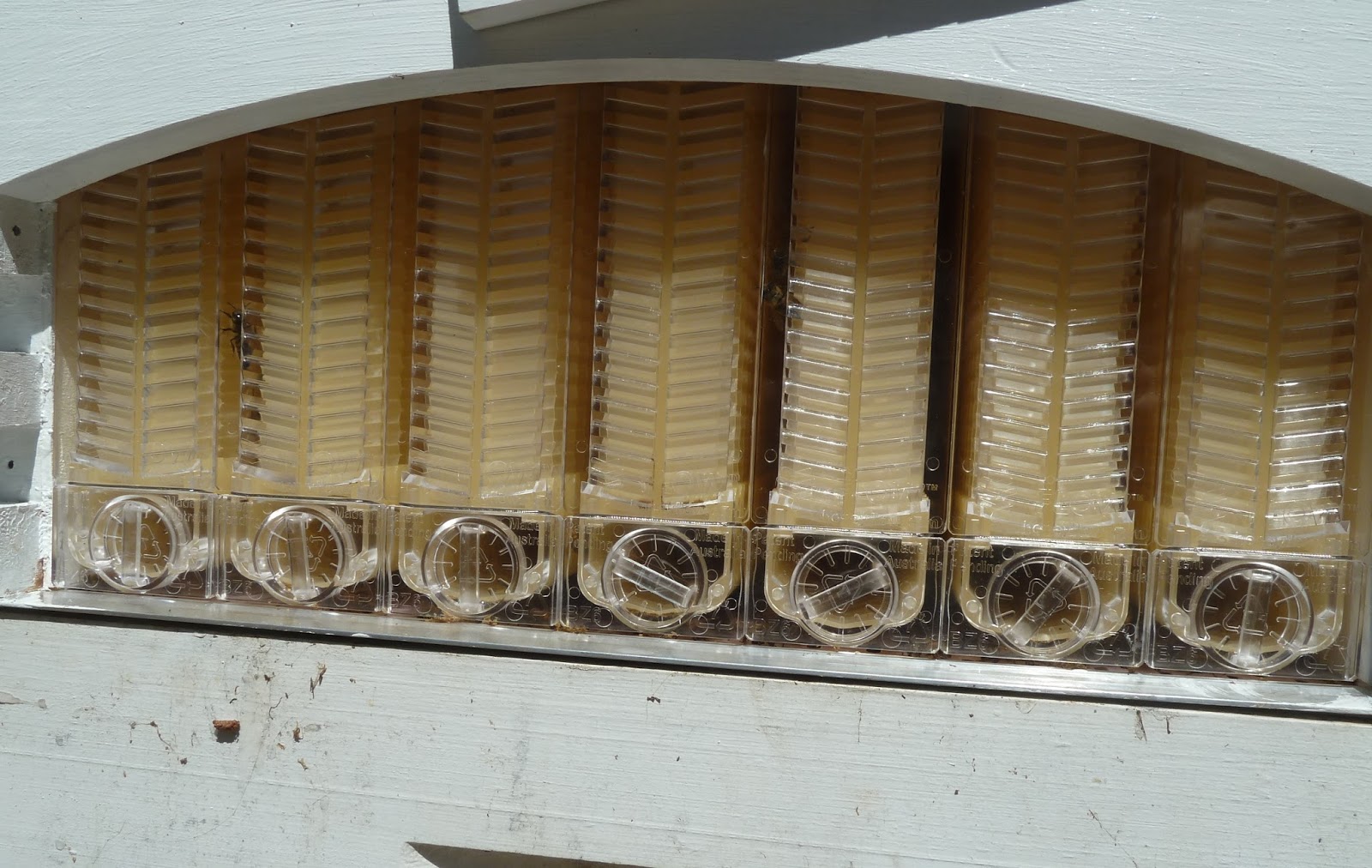 Musing's of a Gardener: My First Flow Hive™