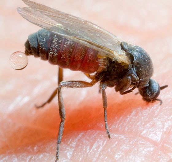 한러커플의 태국 사는 이야기>>>: 꼬창 이야기 마지막 - 꼬창 미스테리 (KC Mystery)