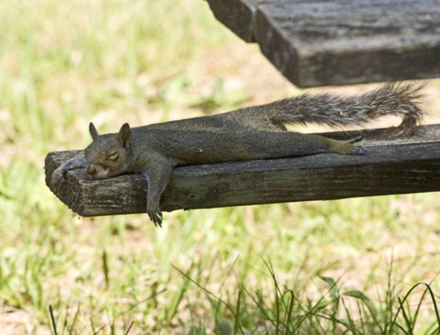 Animals I Admire: Planking squirrel