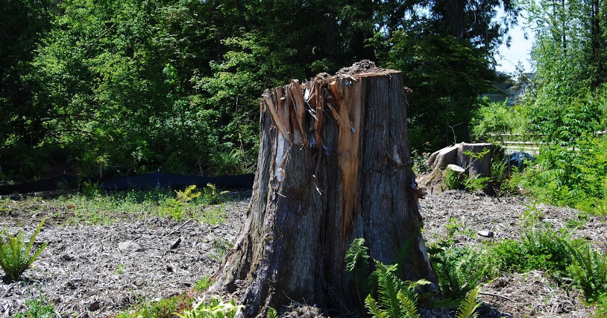 Every tree gone on land up for exclusion from Agricultural Land Reserve