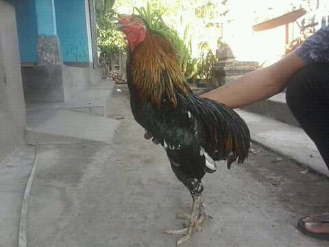 Ayam kampung tanpa ekor (sanhkur) - IDNFARMERS