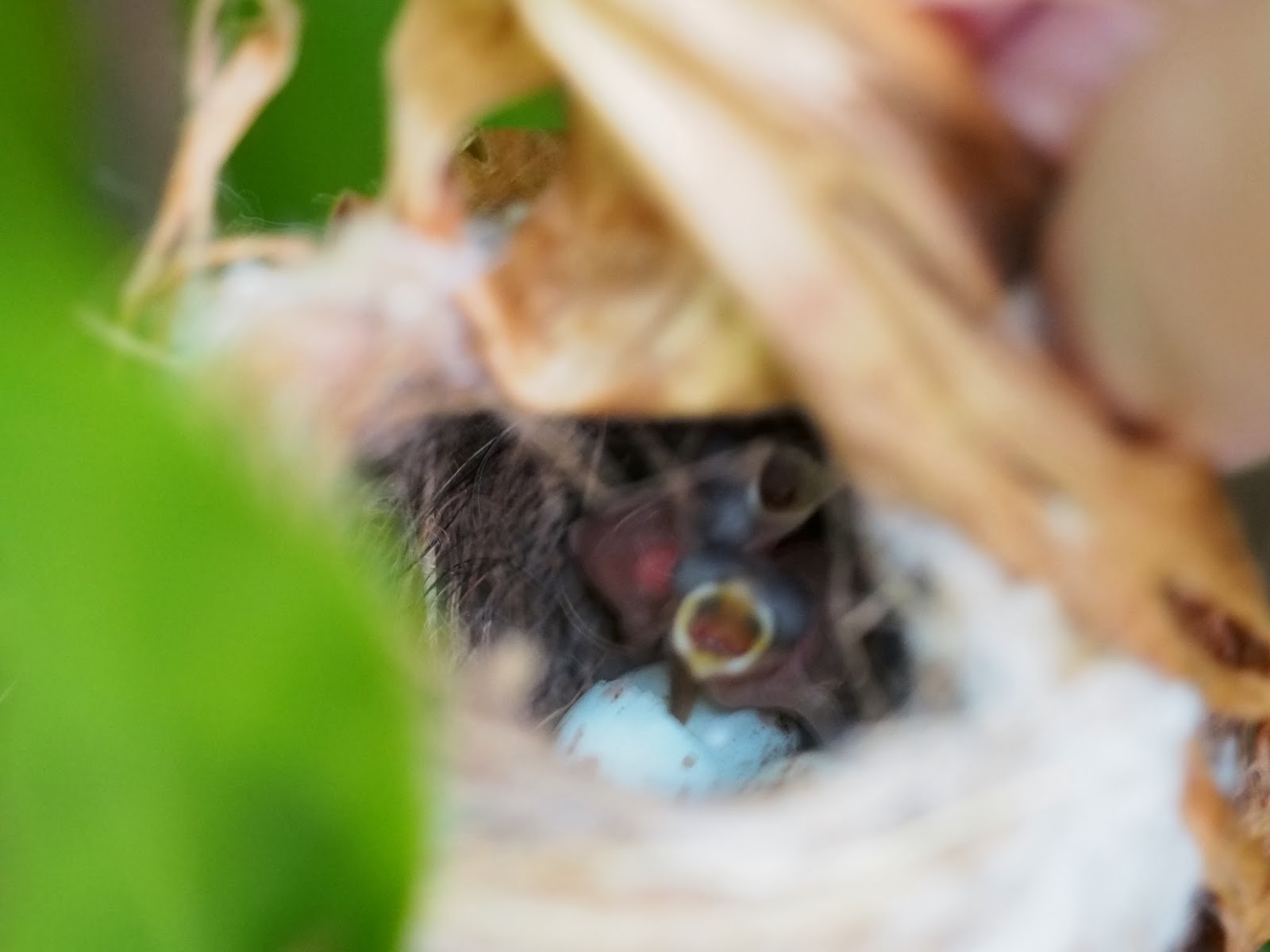 White-rumped Shama: Honeysucker in my garden