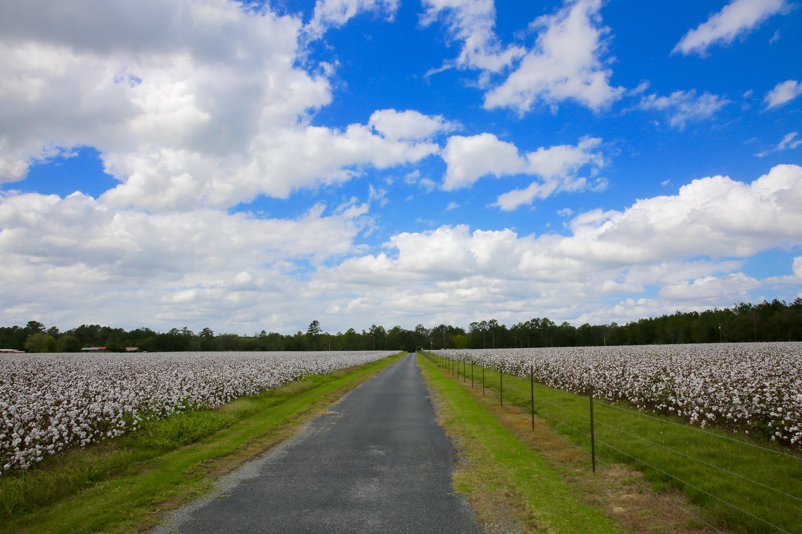 Sweet Southern Days The Cotton Fields Of South Georgia sweet-southern-days-the-cotton-fields-of-south-georgia