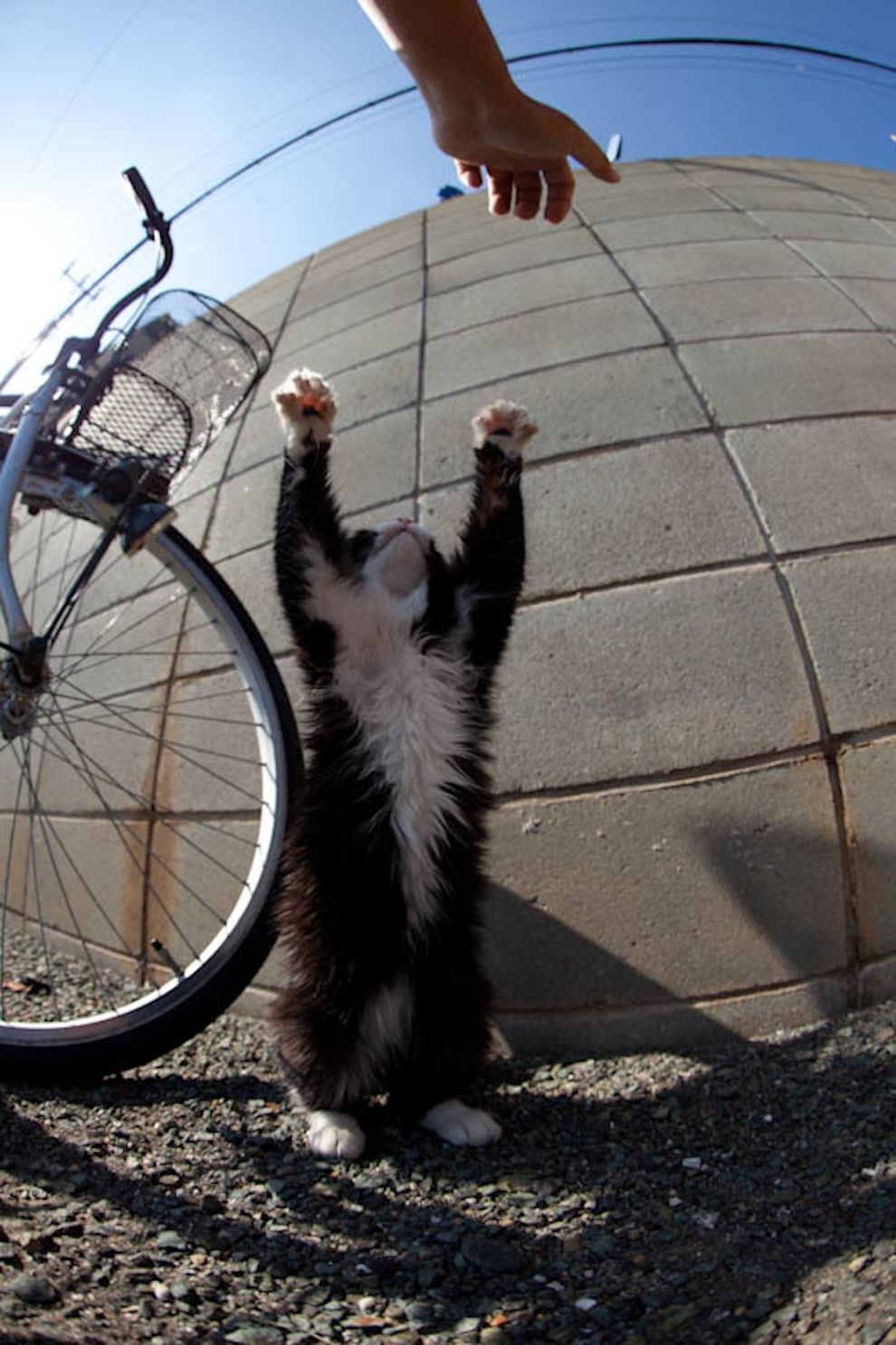 Tashirojima , Syurga Bagi Kucing | wisbenbae