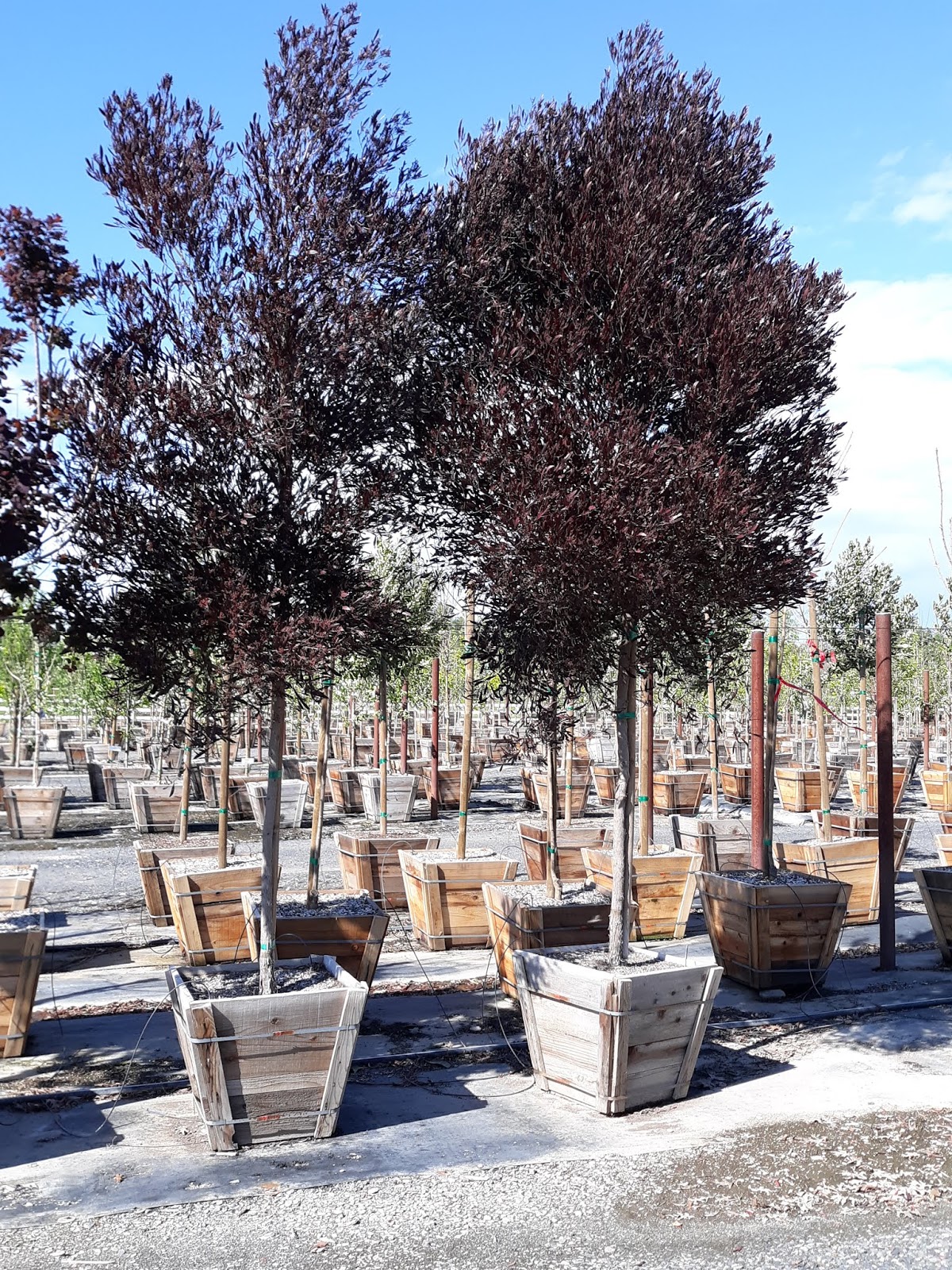 John's Western Tree Plant Photos: Dodonaea Purpurea Standard (tree form ...