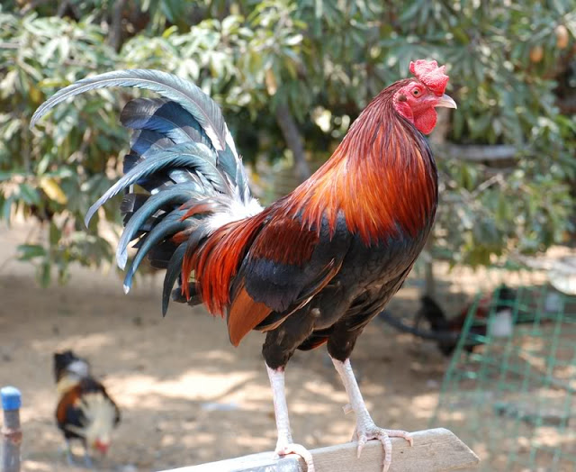 ayam laga philipine petarung pisau suci bloody warrior