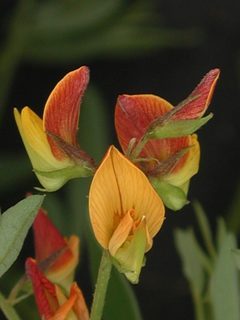Flowers: Crotalaria
